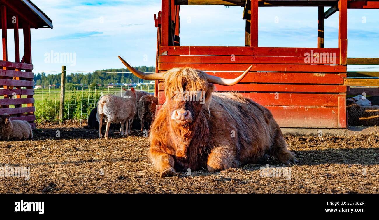 Brown bull laying and relaxing at red farm among sheep in sunny day ...