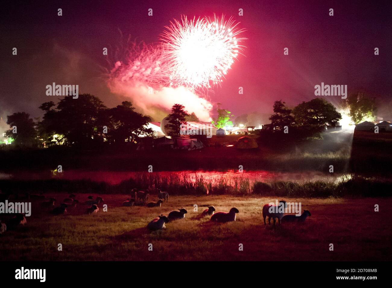 A flock of sheep watching fireworks outside the Latitude festival in ...