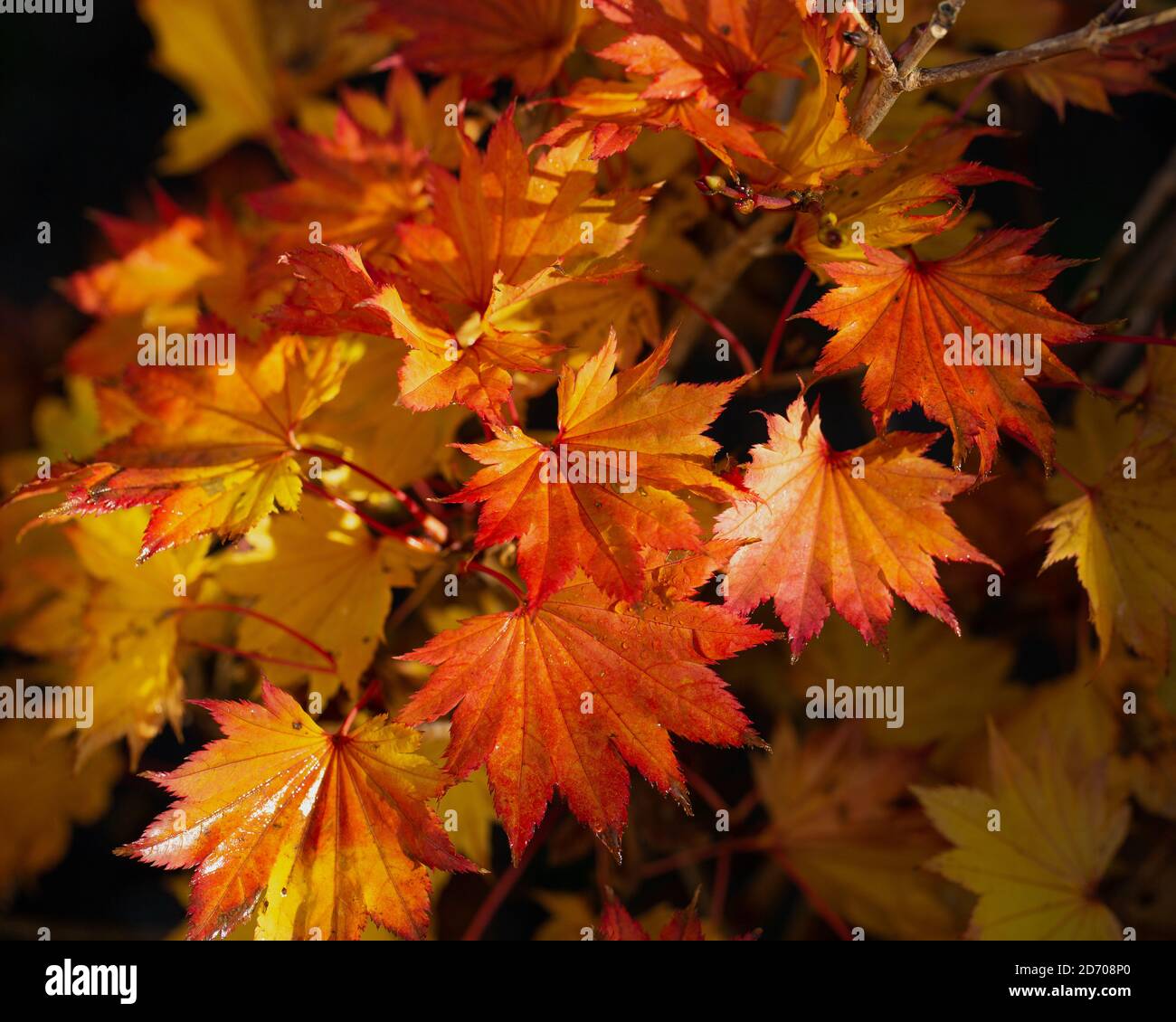 Acer Shirasawanum Aureum High Resolution Stock Photography and Images ...