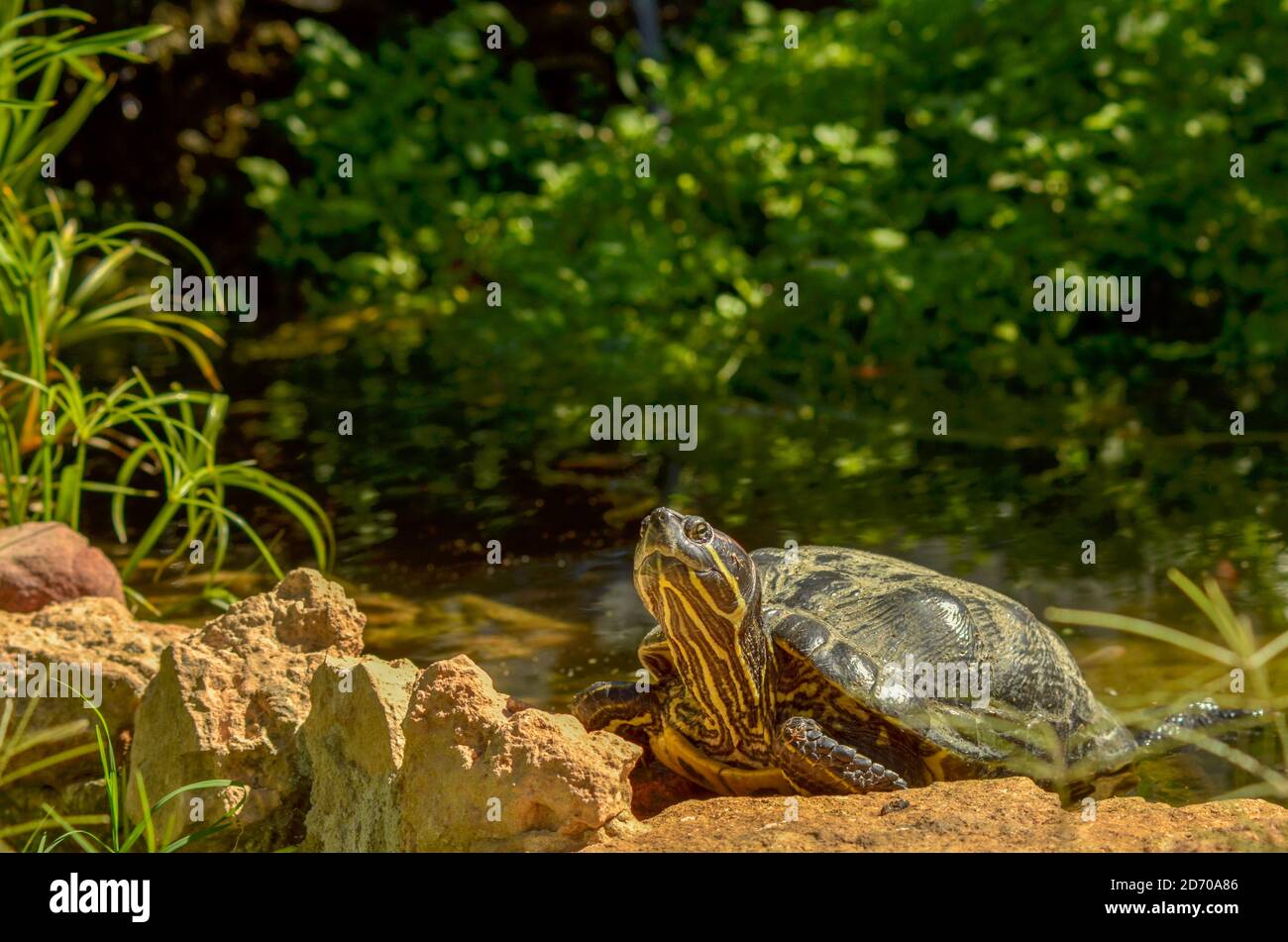 Closeup shot of Trachemys scripta elegans Stock Photo - Alamy