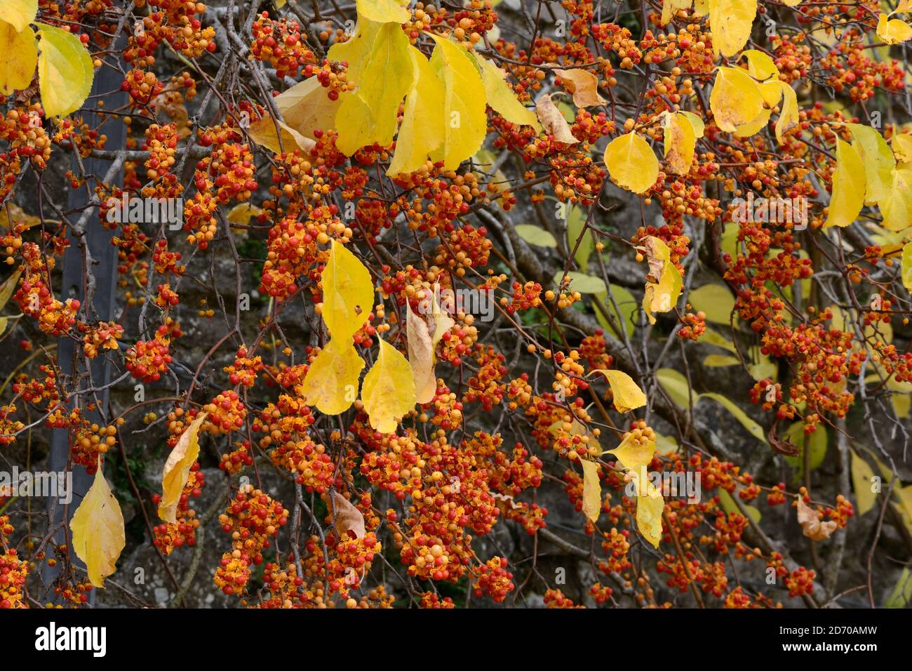 Yellow fruit and orange seeds of the Celastrus orbiculatus Oriental ...