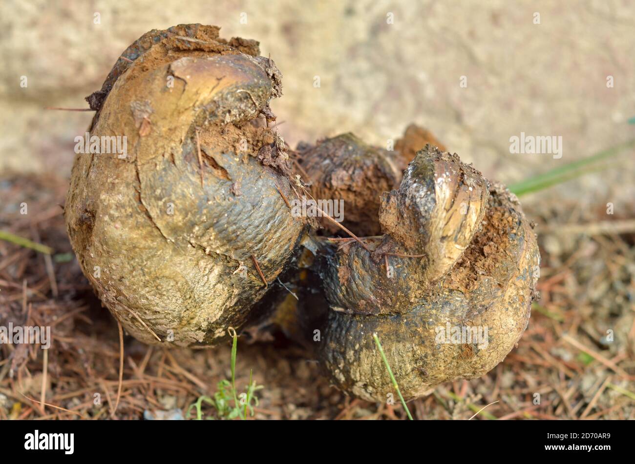 Ball shaped fungi hi-res stock photography and images - Alamy