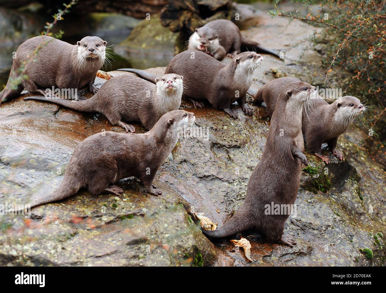 Asian Short-Clawed Otters pictured during London Zoo's annual stock ...