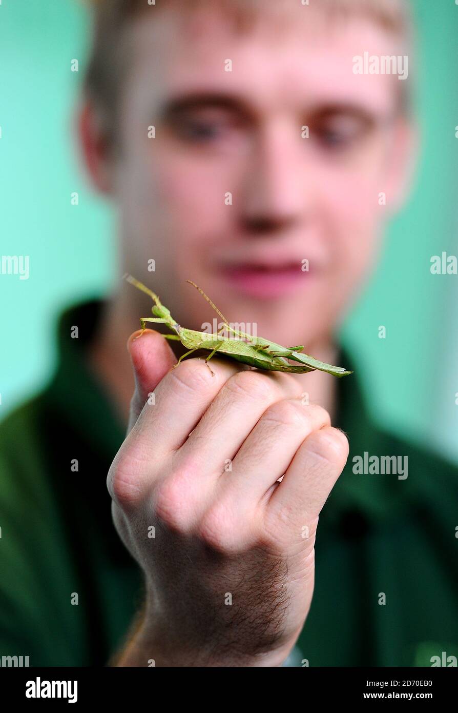 Leaf Insects pictured during London Zoo's annual stock take, a ...