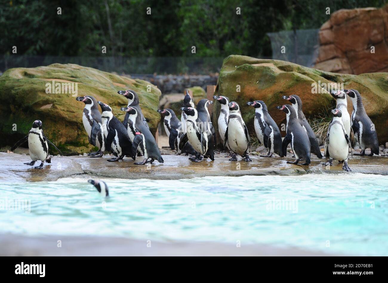 Penguins pictured during London Zoo's annual stock take, a requirement ...