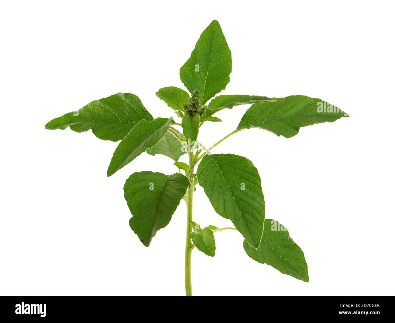 Redroot amaranth amaranthus retroflexus hi-res stock photography and ...
