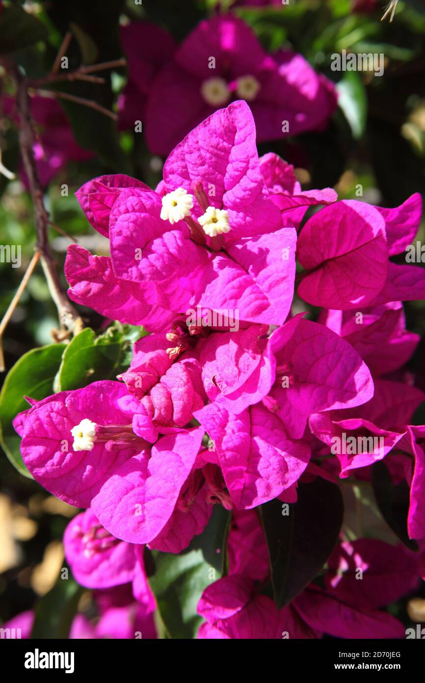 Bougainvillea an ornamental vine bush plant or tree plant with a ...
