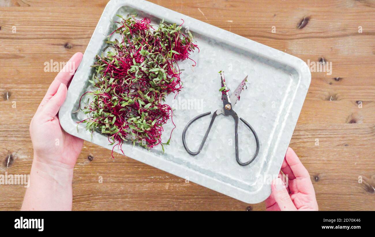 Flat lay. Freshly harvested radish microgreens on a metal tray Stock ...