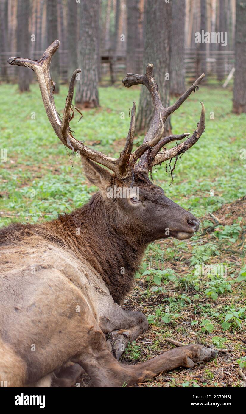 A large elk or deer with large antlers lies on the ground among Stock ...