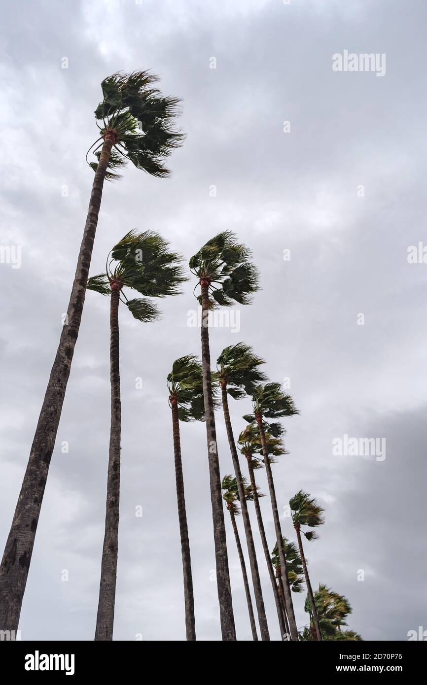 Palm trees on background of cloudy sky with strong wind storm Stock ...