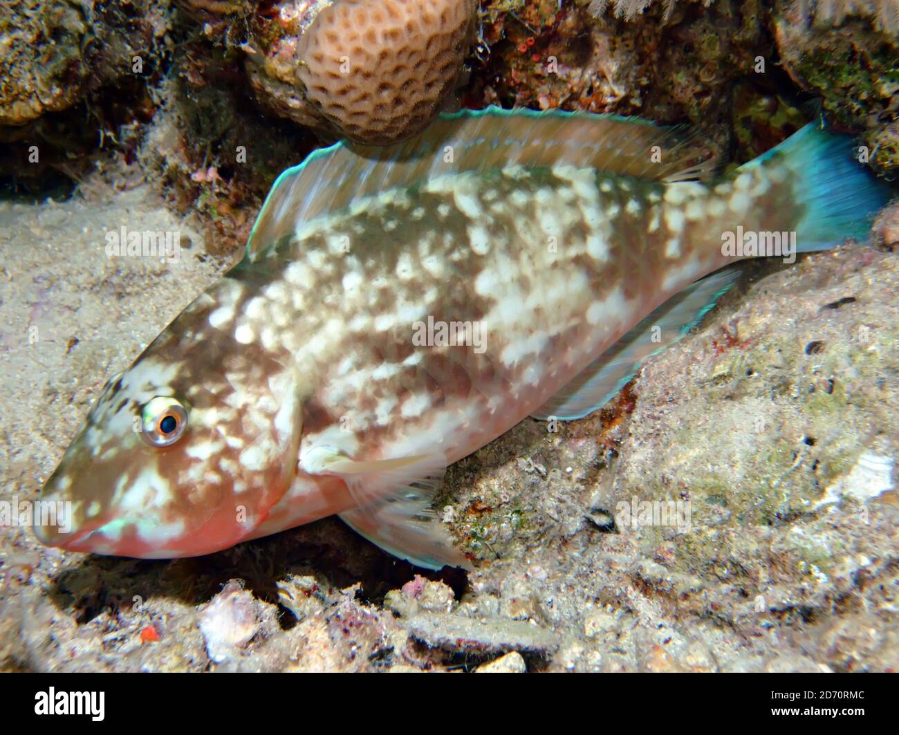Indian ocean longnose parrotfish hi-res stock photography and images ...