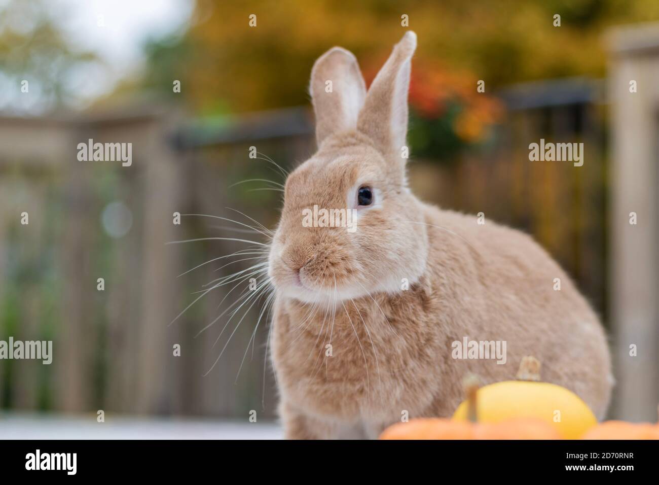 Rufus Rabbit poses with pumpkins surrounded by warm fall foliage Stock ...