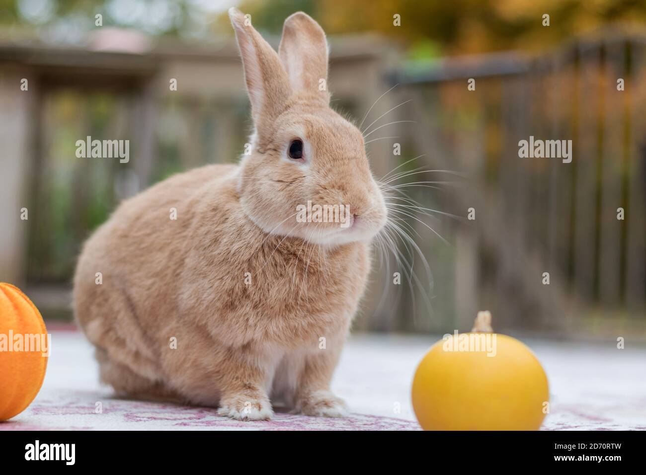 Rufus Rabbit poses with pumpkins surrounded by warm fall foliage Stock ...