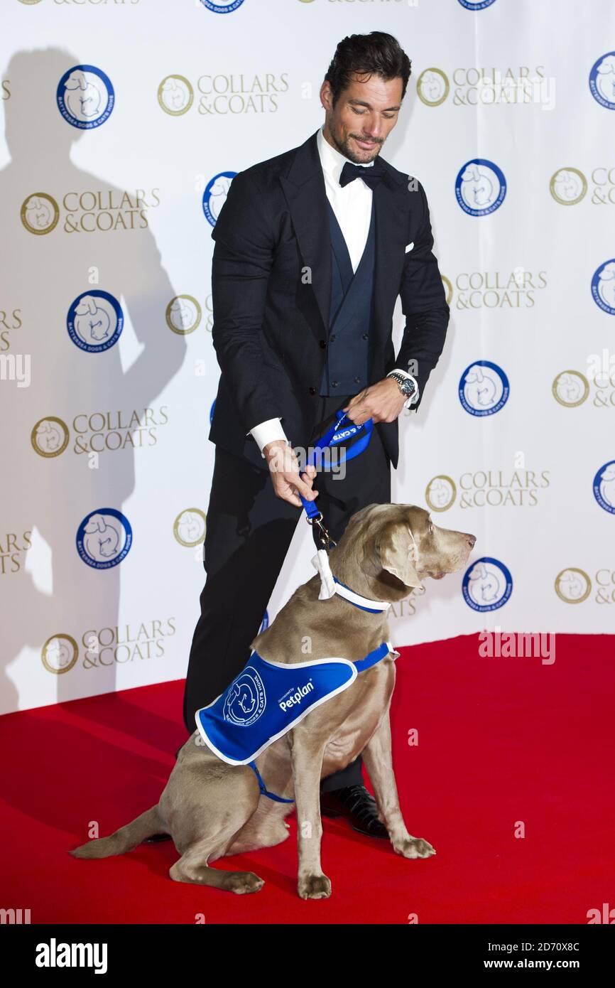David Gandy attending the Collars and Coats Ball, in aid of Battersea ...