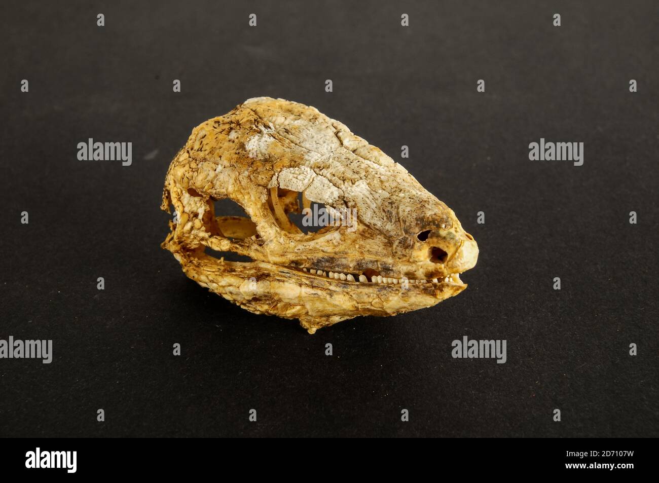 Canarian Dry Lizard Skull Bone Stock Photo - Alamy