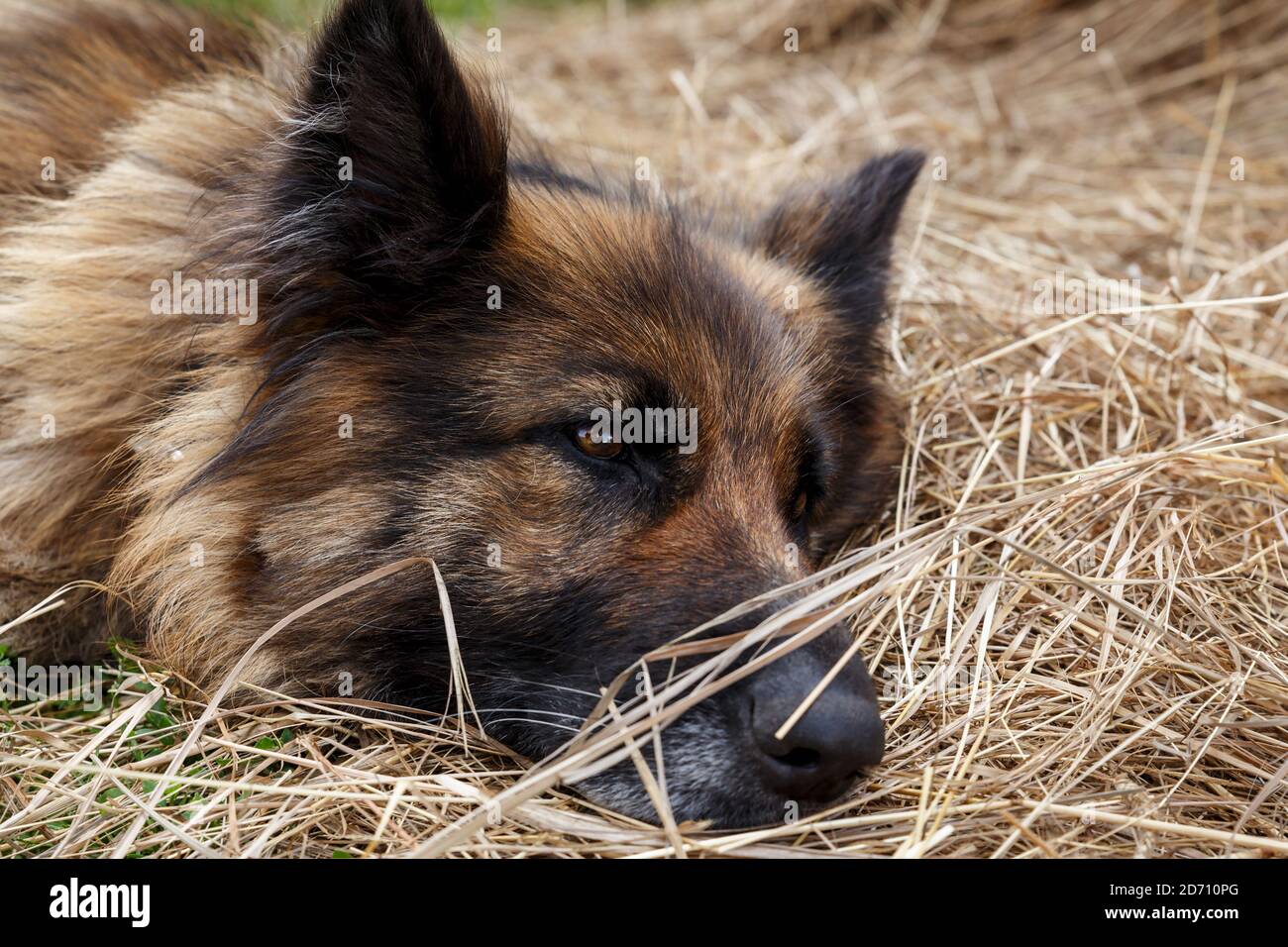 Sick dogs hi-res stock photography and images - Alamy