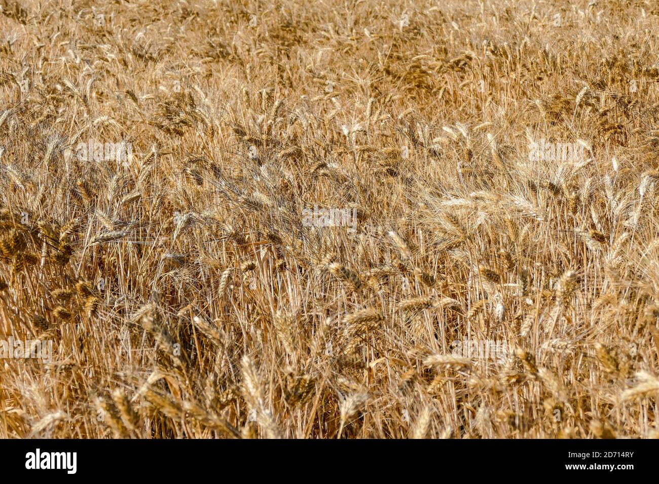 Harvest of wheat Texture of wheat Stock Photo - Alamy