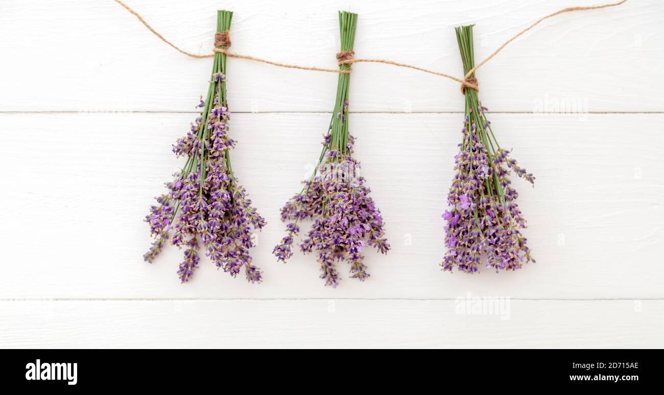 Fresh lavender flower bouquets are dried on rope on white wooden ...