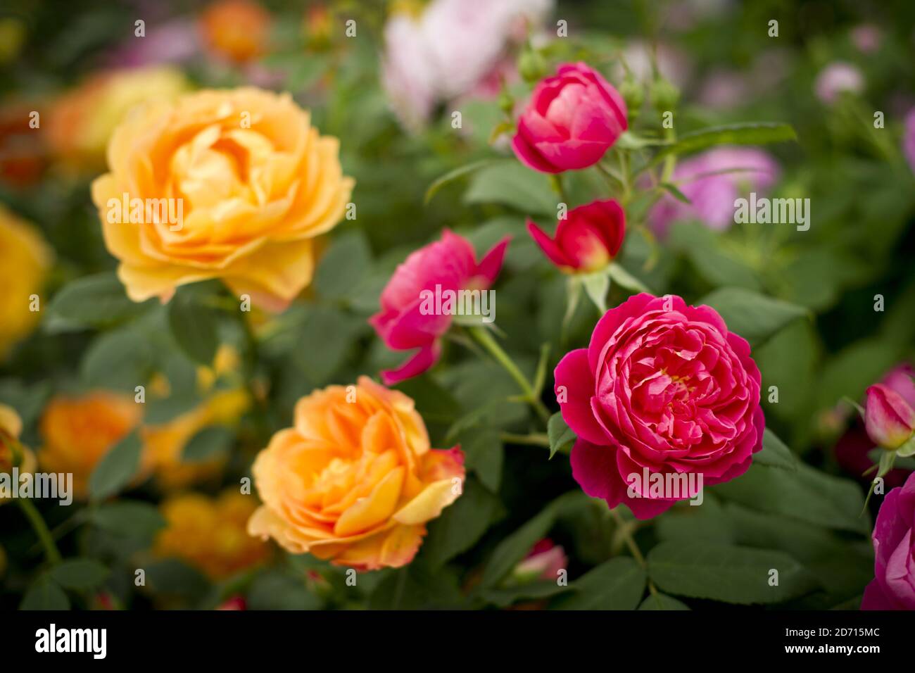 Chelsea flower show orange flowers hi-res stock photography and images ...