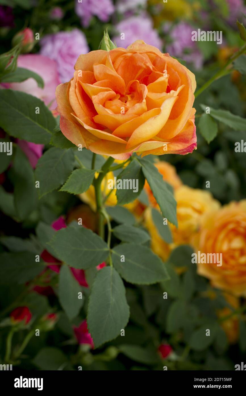 Chelsea flower show orange flowers hi-res stock photography and images ...