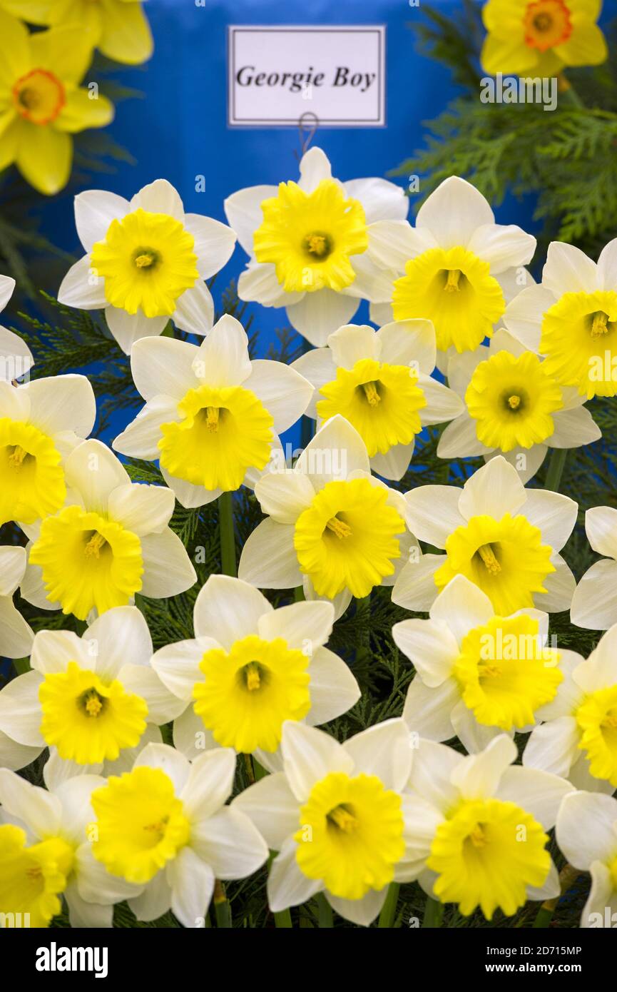 Daffodils named after Prince George, called 'Georgie Boy', at the 2014 ...