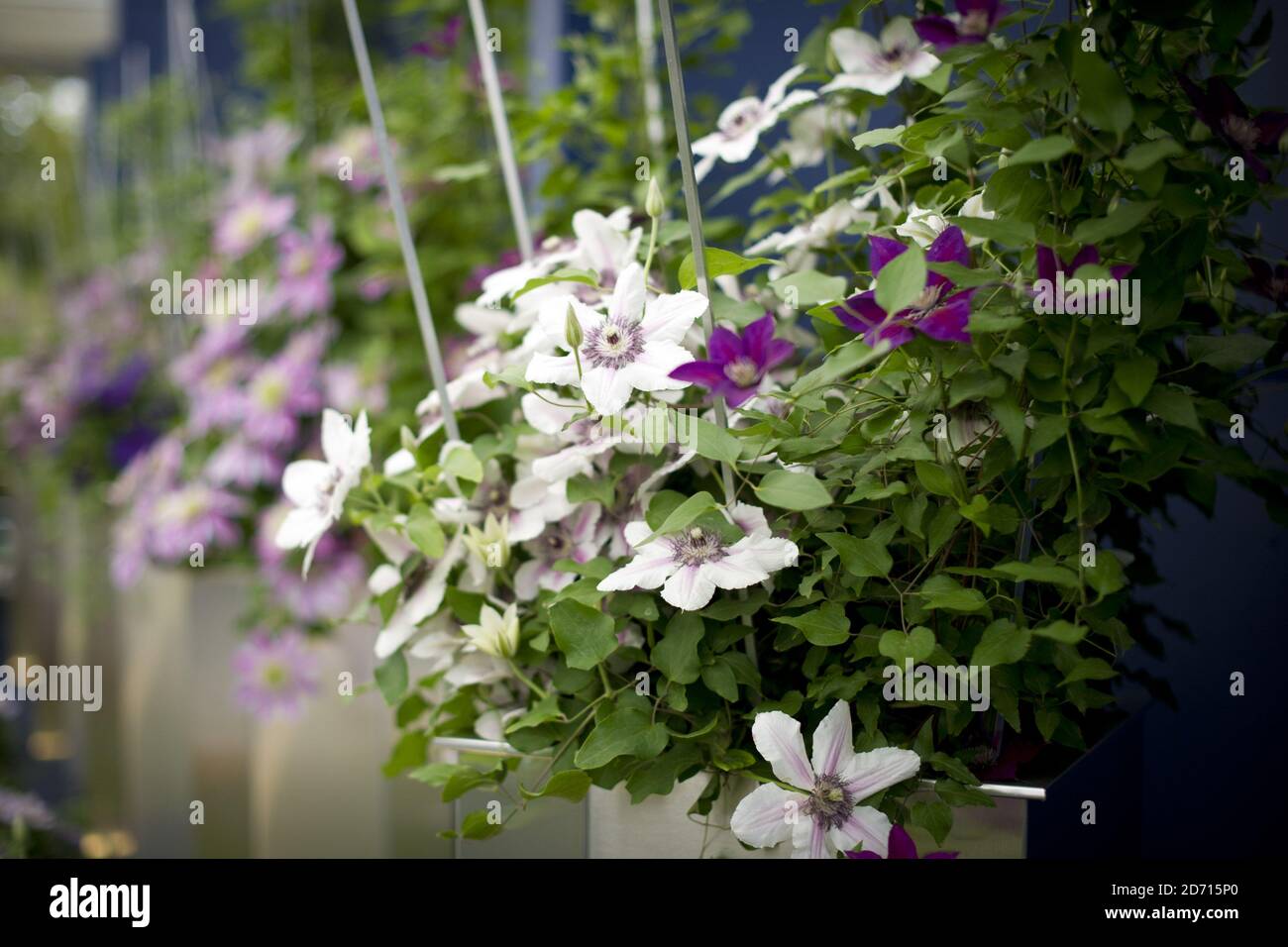 Plants on the Raymond Evison stand, pictured at the 2014 RHS Chelsea ...