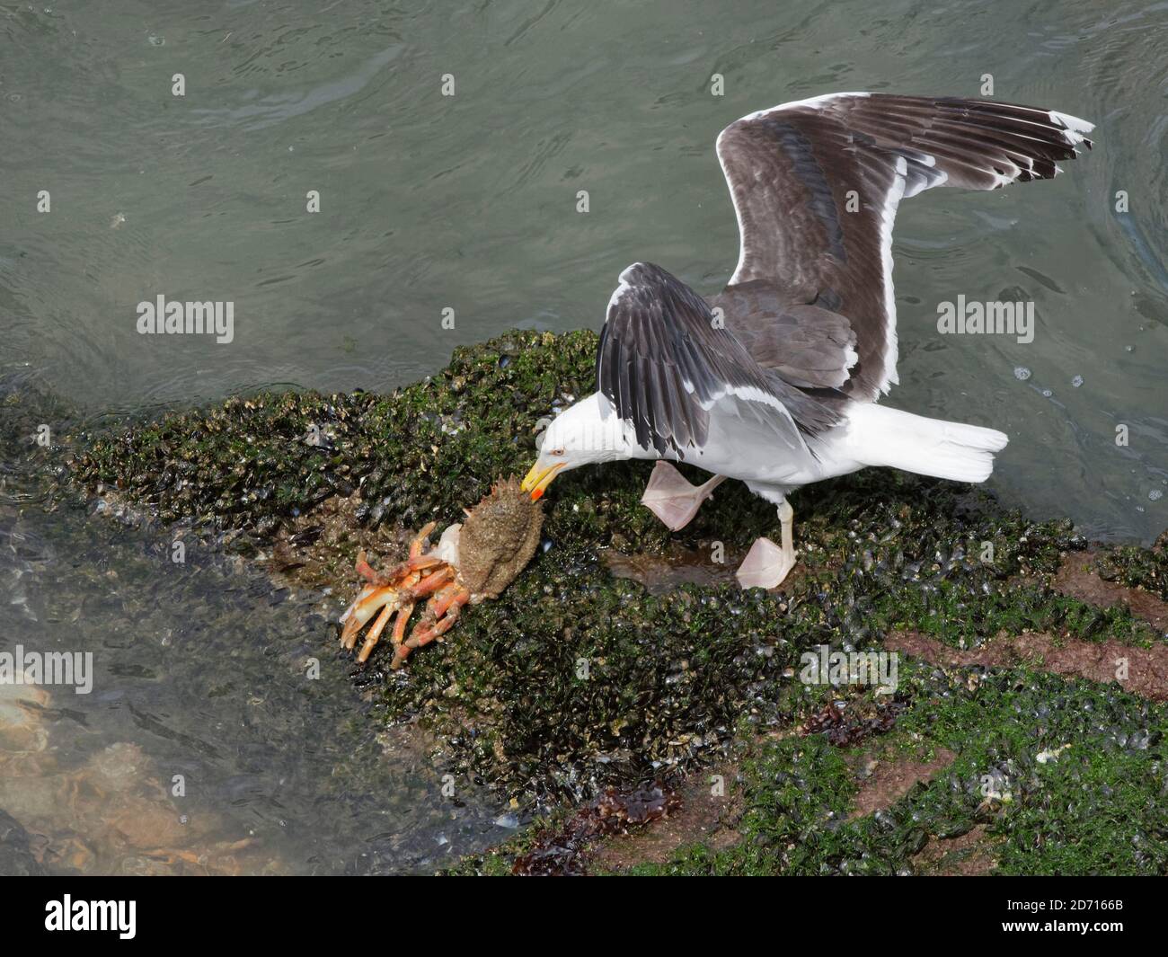 Great black-backed gull (Larus marinus) adult feeding on a soft ...