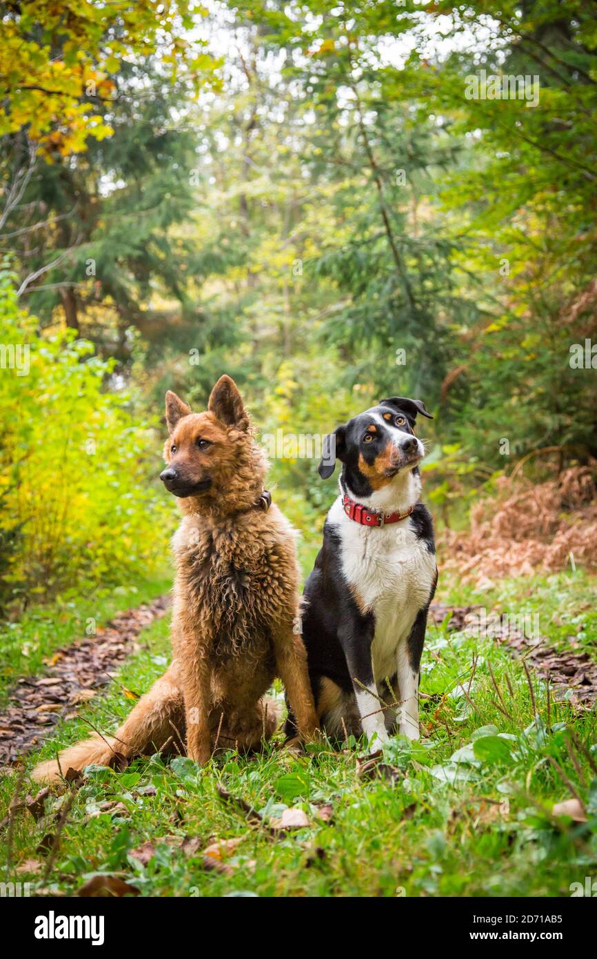 Two dog friends - Old German Sheepdog (Westerwälder Kuhhund ...