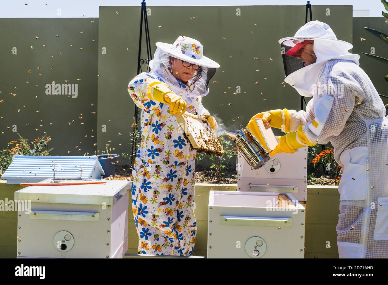Beekeeper controlling beehive and comb frame, harvesting honey ...