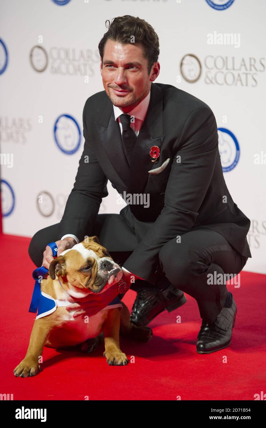 David Gandy attending the Battersea Dogs and Cats Home Collars and ...