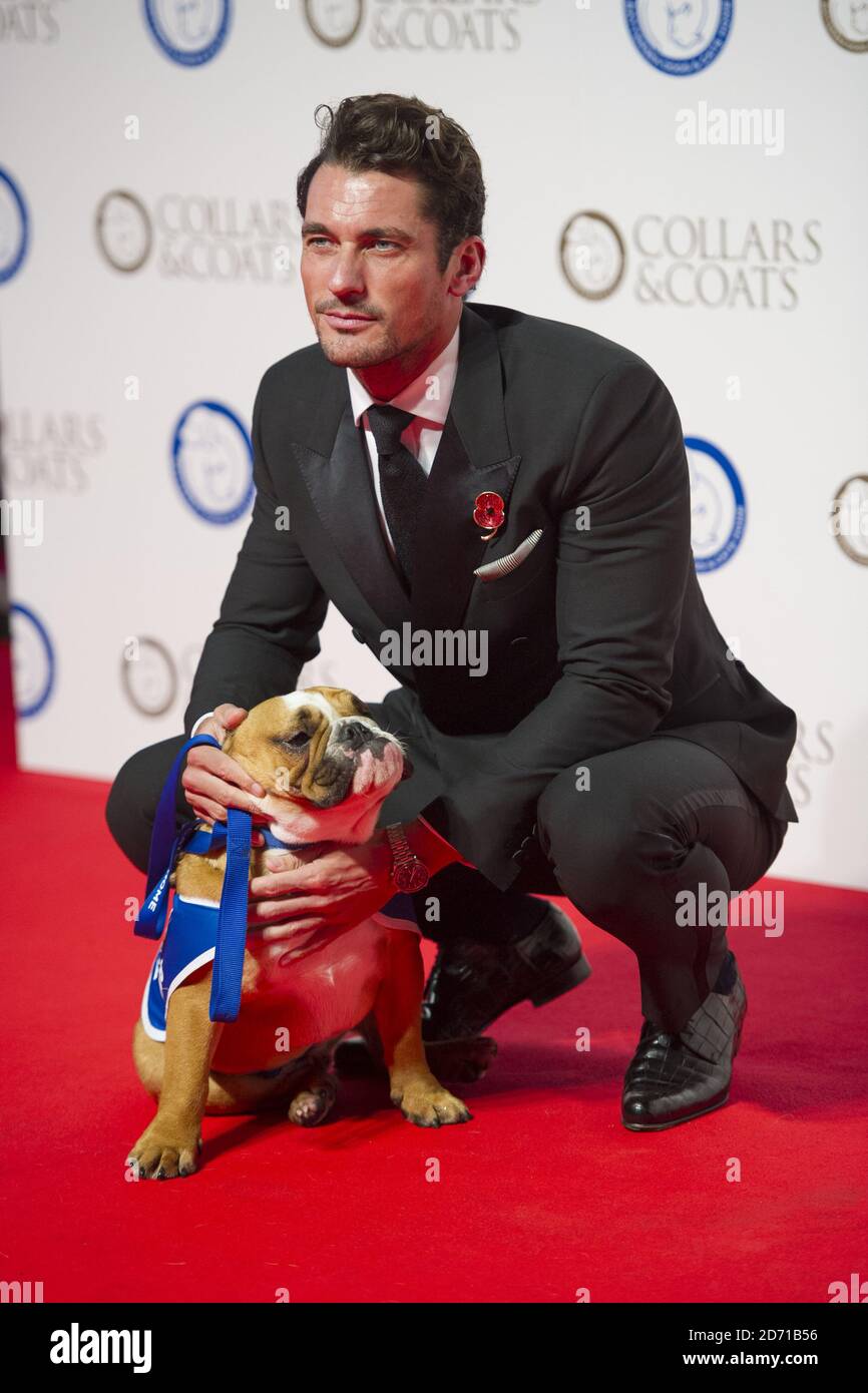 David Gandy attending the Battersea Dogs and Cats Home Collars and ...