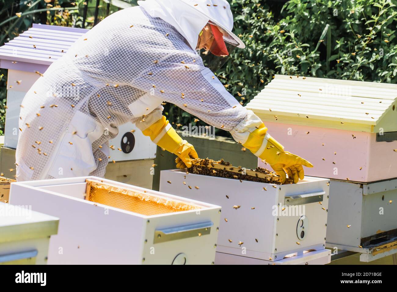 Beekeeper controlling beehive and comb frame, harvesting honey ...