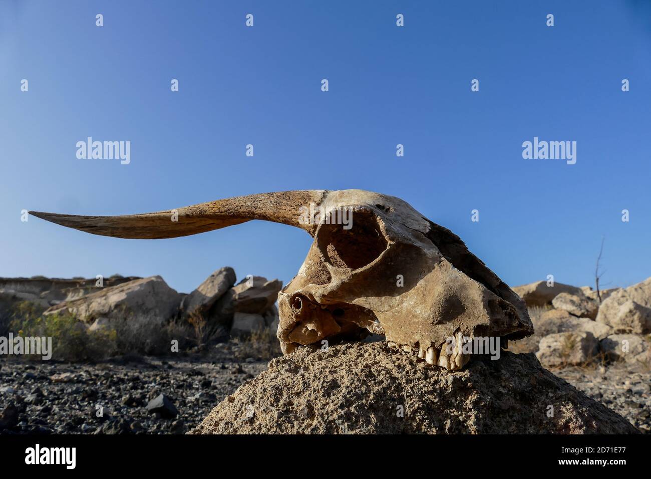Dry Goat Skull Bone, Goat Skull background in the desert Stock Photo ...