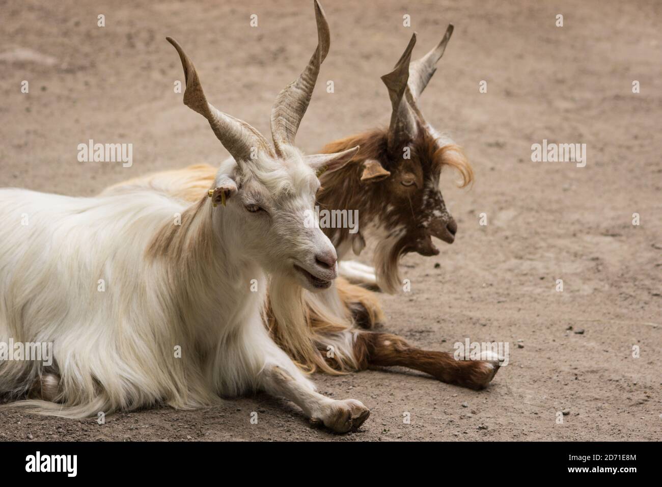 Closeup of two Girgentana goats lying on the dirt ground Stock Photo ...