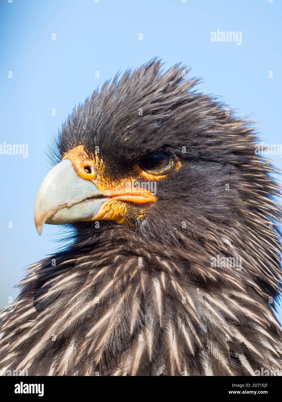 Johnny Rook High Resolution Stock Photography and Images - Alamy