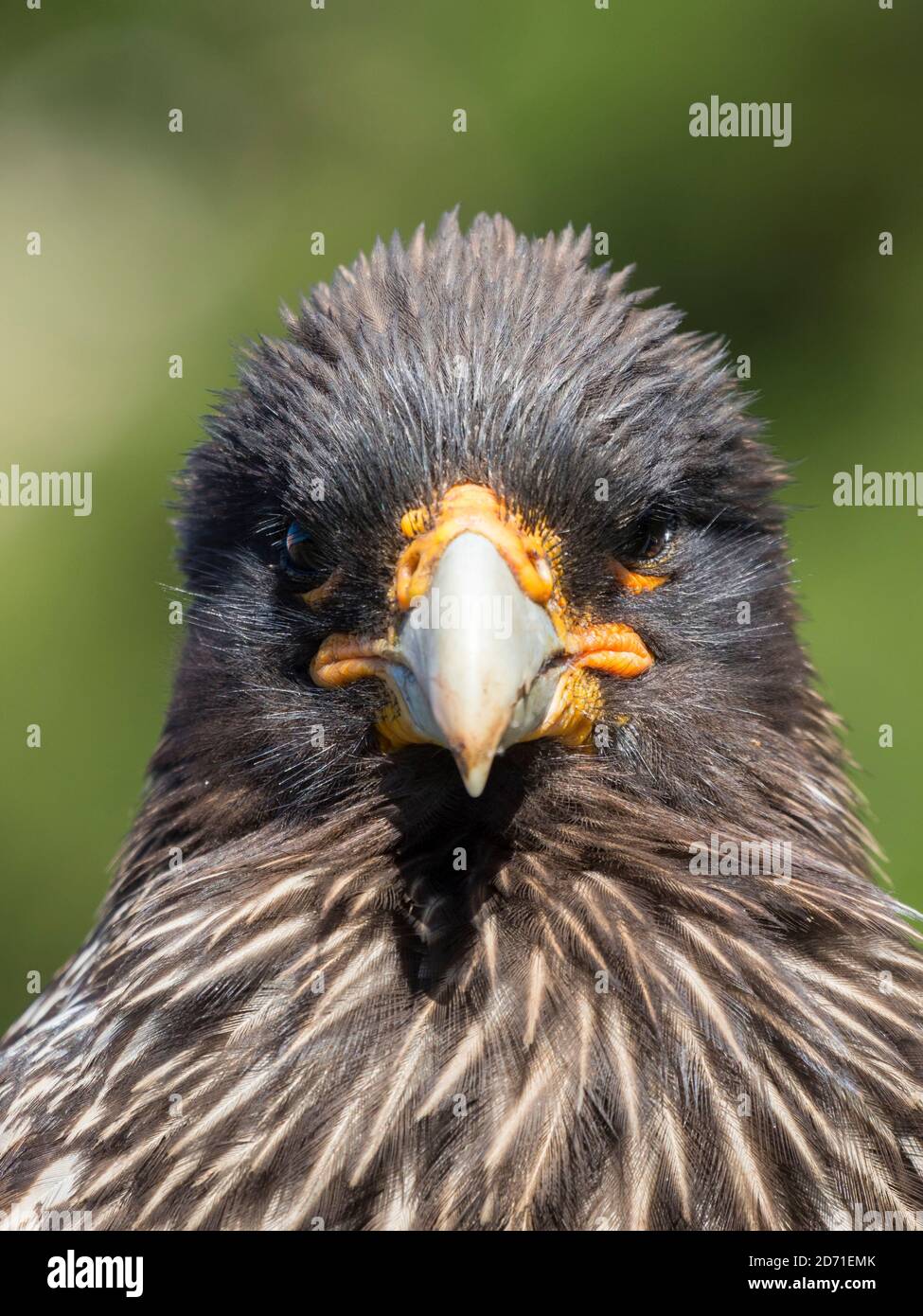 Johnny Rook High Resolution Stock Photography and Images - Alamy