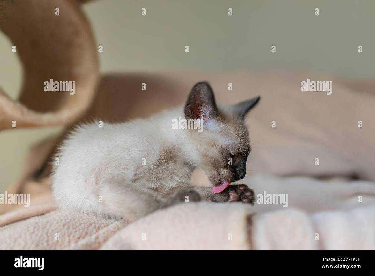 Cute small light gray kitten washing his paw. Purebred six weeks old ...