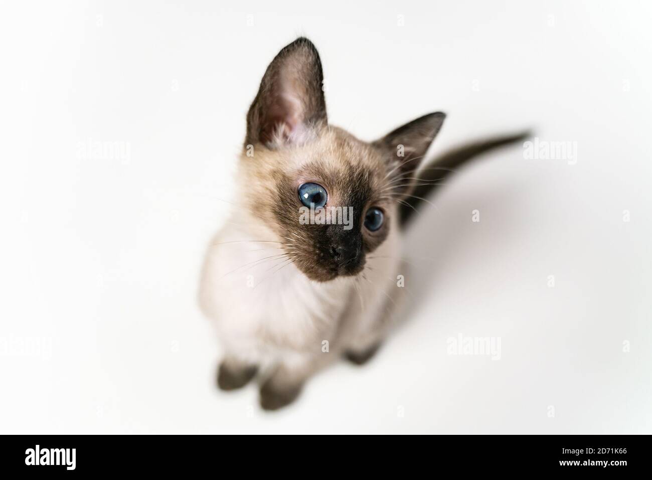Top view face of purebred Thai Siamese cat with blue eyes sitting on ...