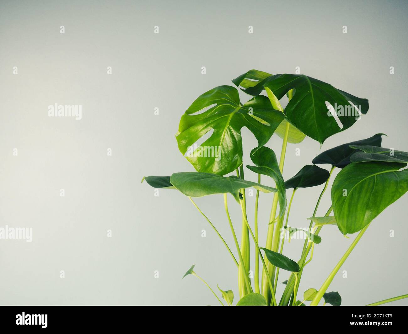 monstera flower on a table against a blue wall, space for text ...