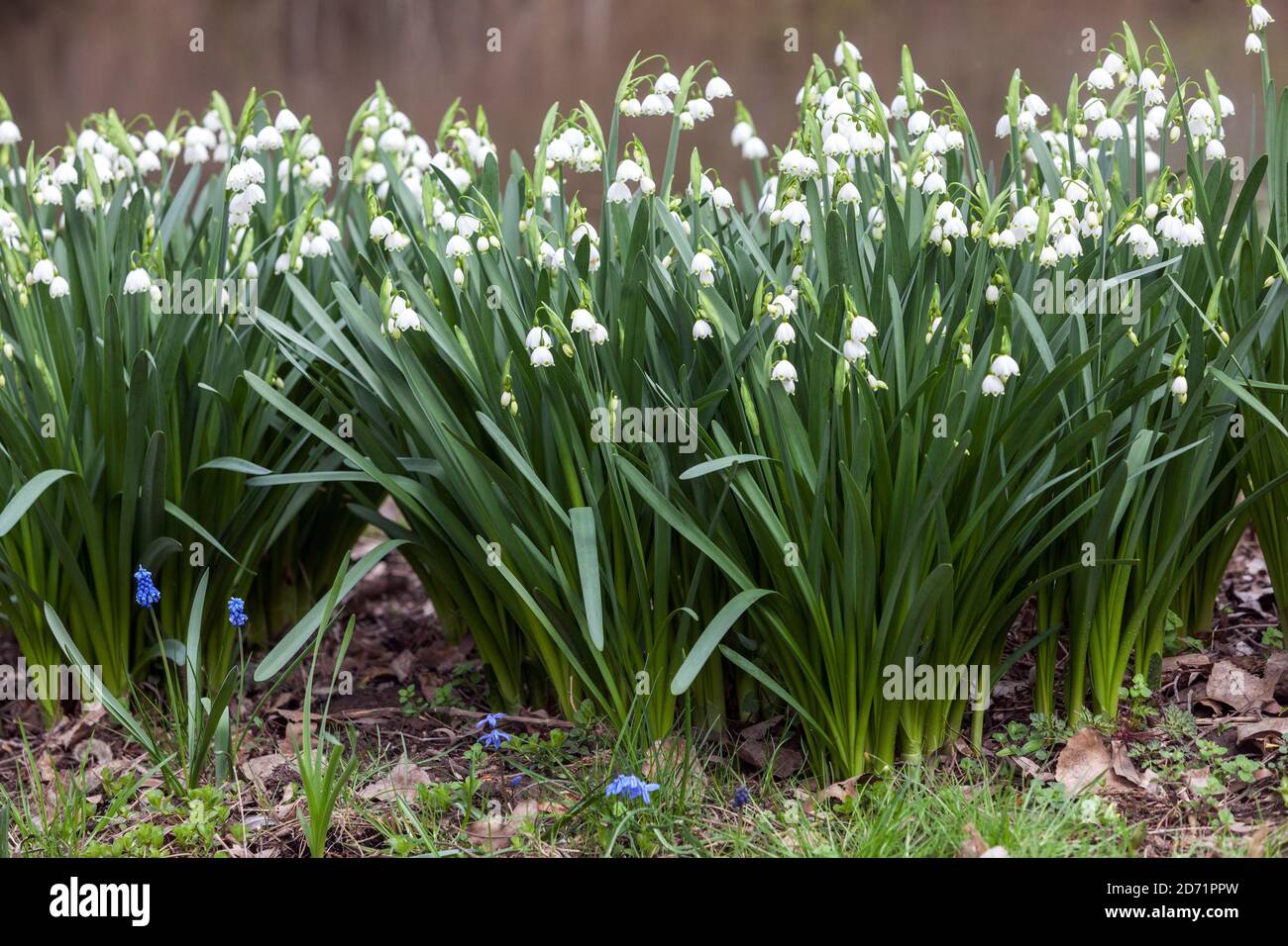 Leucojum aestivum grow in garden lawn Stock Photo - Alamy