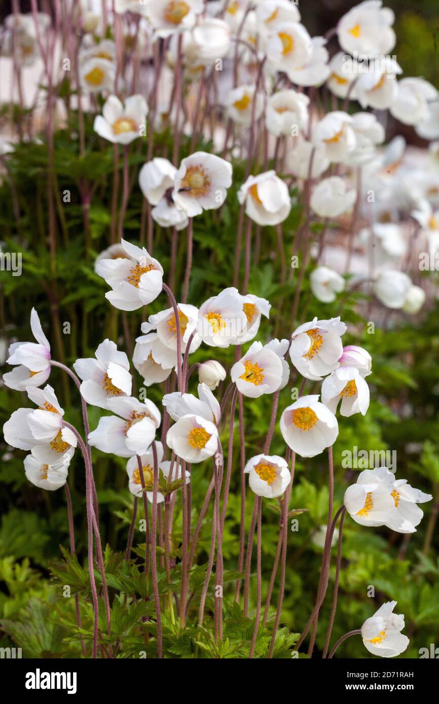 Anemone sylvestris Snowdrop Anemone, Spring, Season, Flowerbed, Garden ...