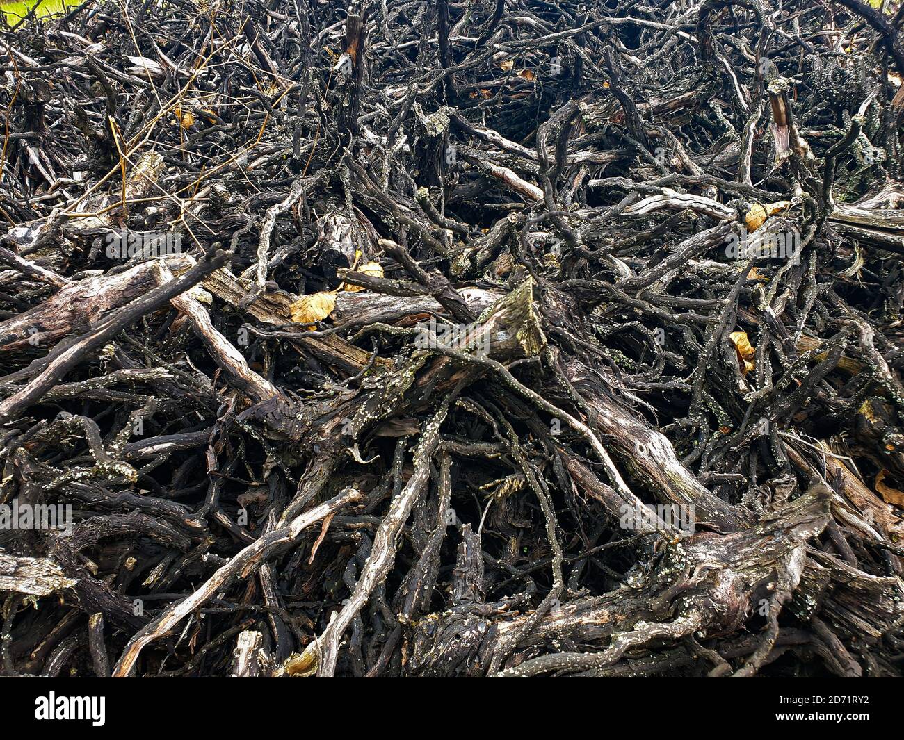 Pile of old dry vine roots of an abandoned disused vineyard in Mainz ...