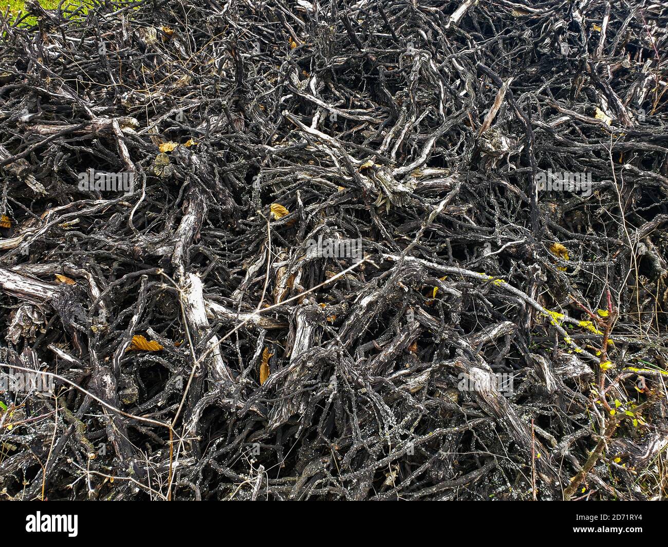 Pile of old dry vine roots of an abandoned disused vineyard in Mainz ...
