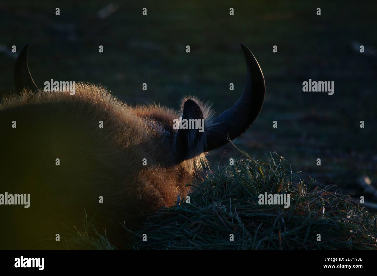 Buffalo while eating hi-res stock photography and images - Alamy