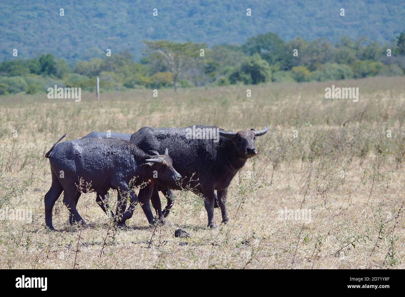 a group of buffalo crossing the savanna Stock Photo - Alamy