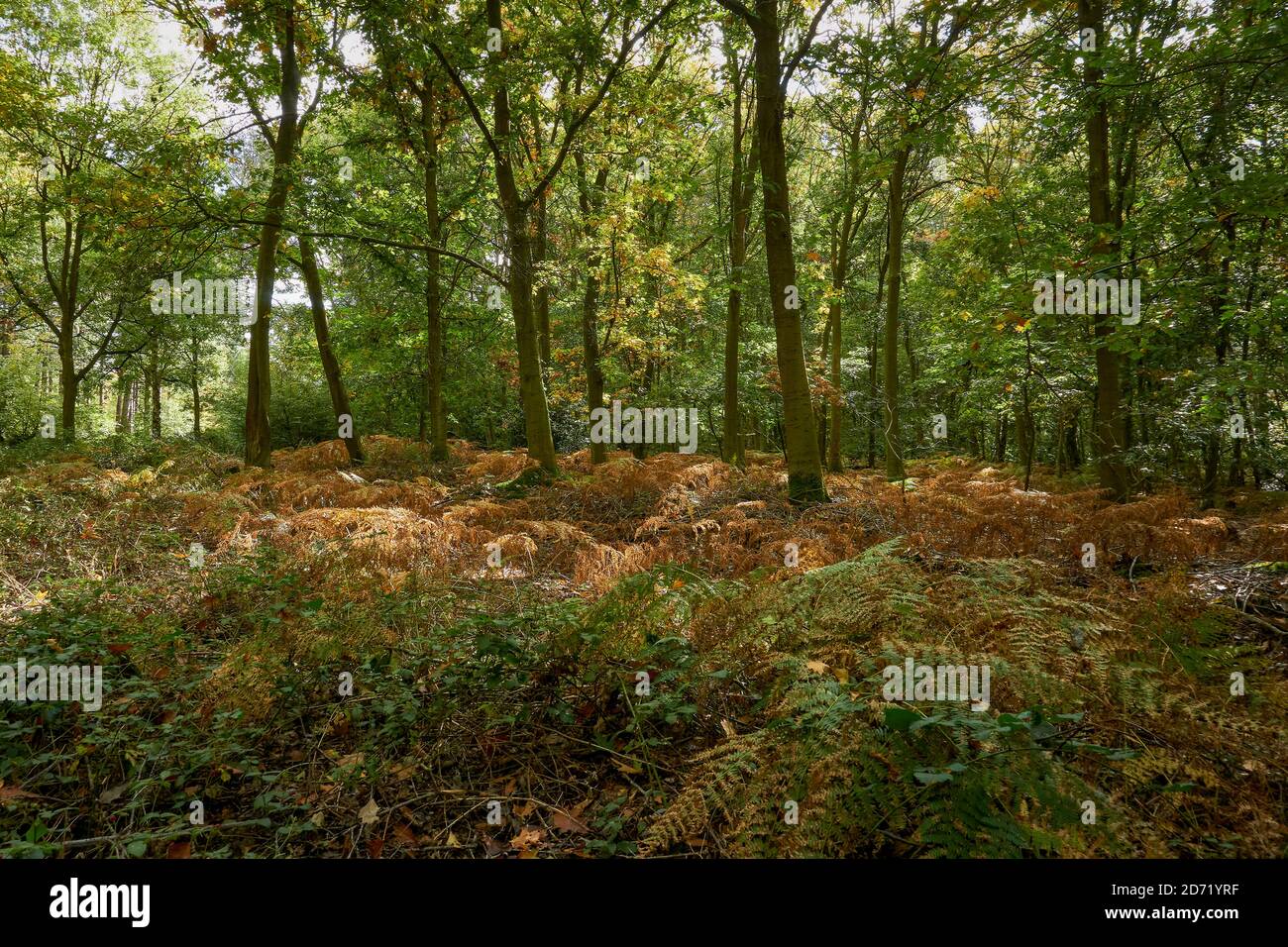 Senescence hi-res stock photography and images - Alamy