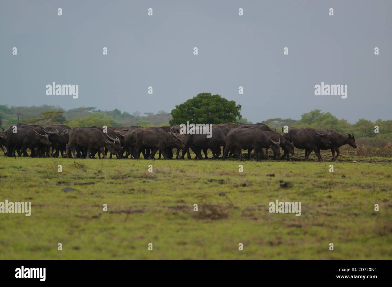 Buffalo crossing a river hi-res stock photography and images - Alamy