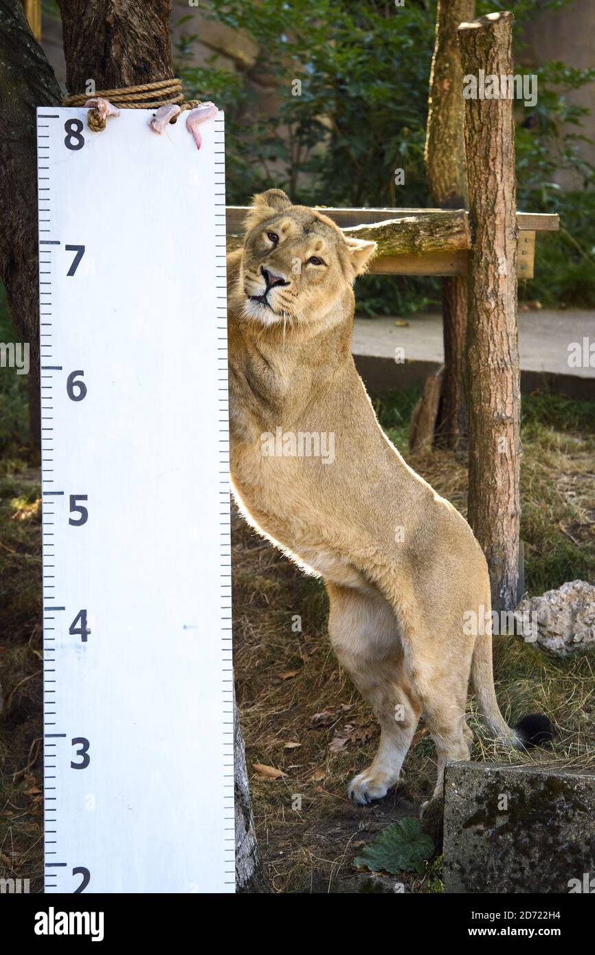 An Asiatic Lion is measured at the annual weigh-in, at London Zoo in ...