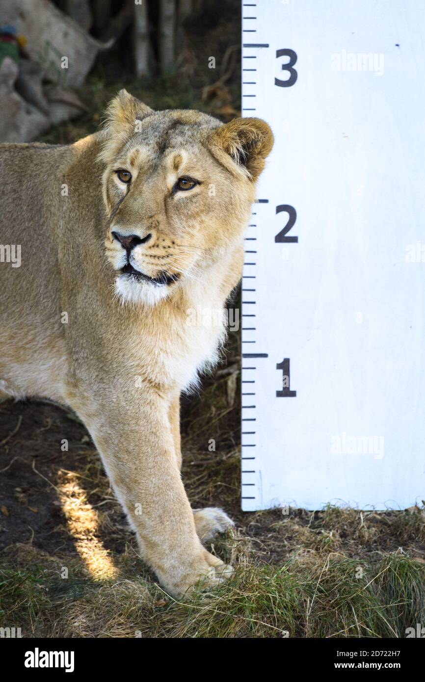 An Asiatic Lion is measured at the annual weigh-in, at London Zoo in ...
