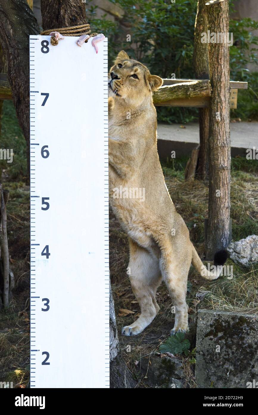 London zoo lion enclosure hi-res stock photography and images - Alamy